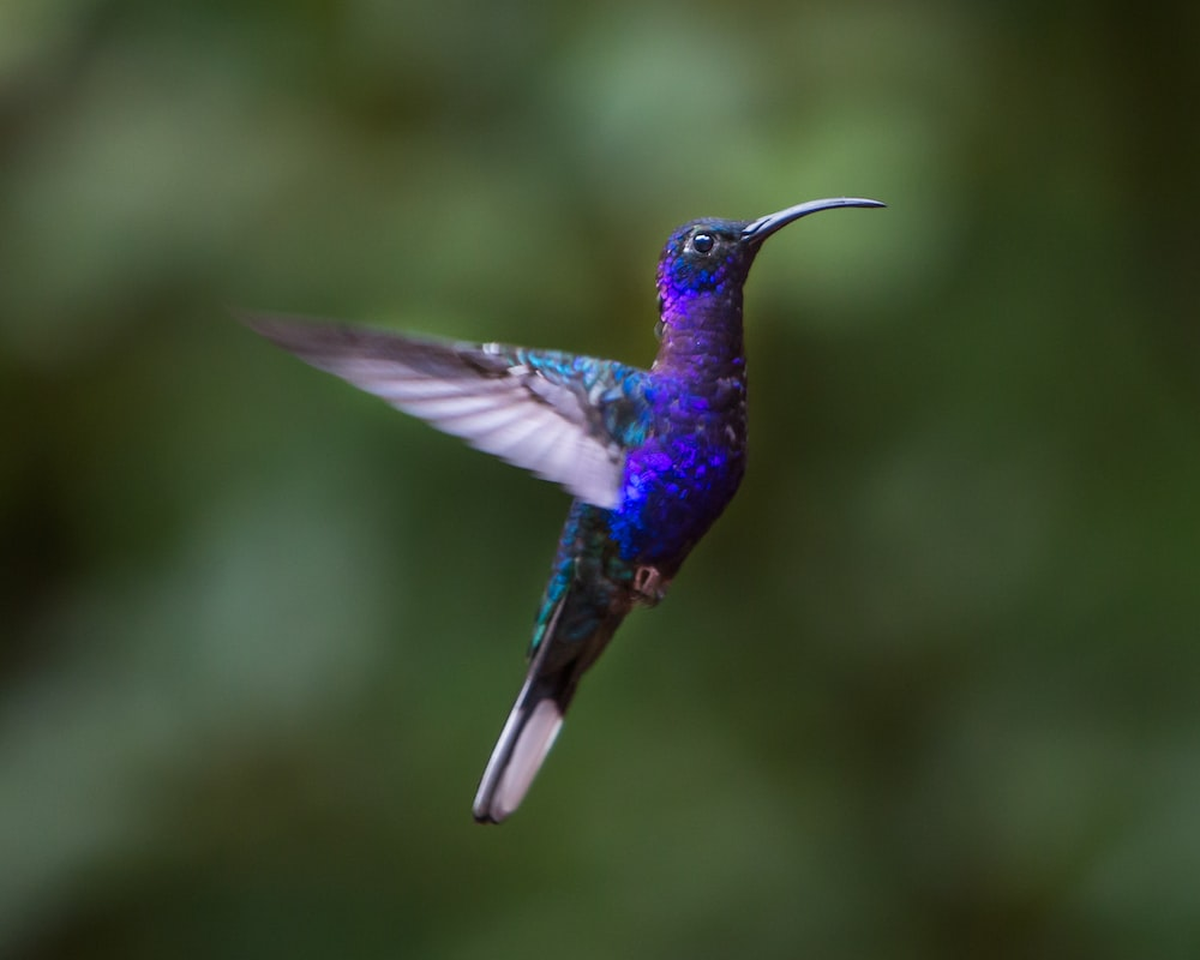 Tatuarse un colibrí azul: el increíble mensaje que esconde