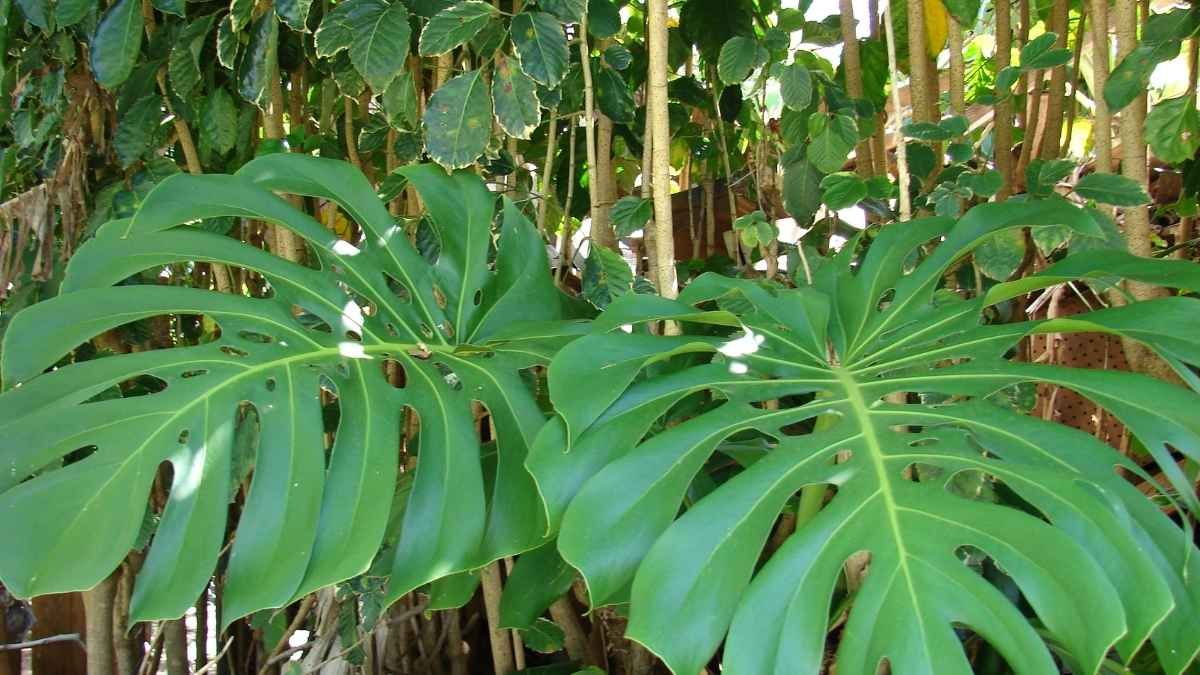 El abono natural que necesita tu monstera para crecer fuerte y con ...