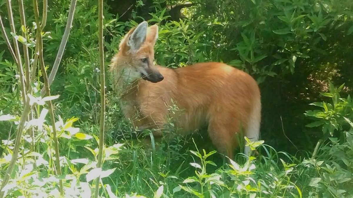Video: apareció un Aguará Guazú en la reserva ecológica de la UNL