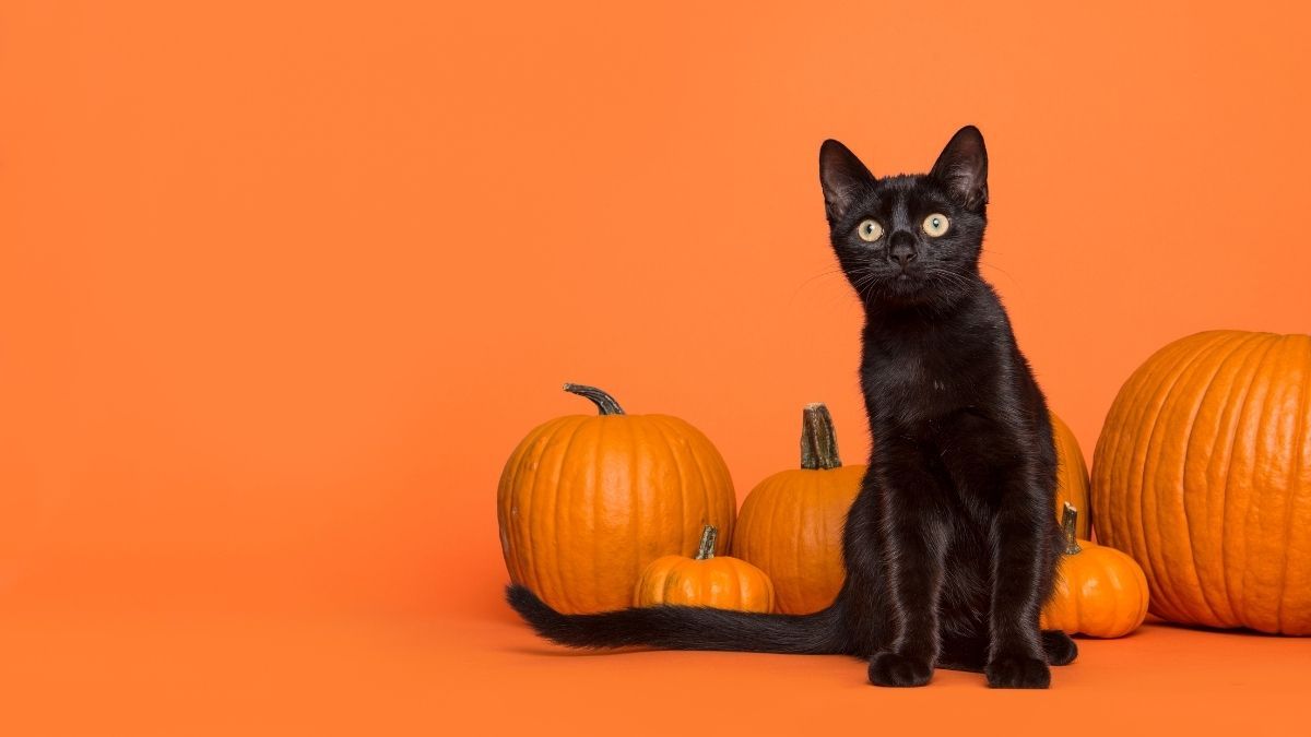 Halloween: por qué los gatos negros y blancos están en peligro y ...