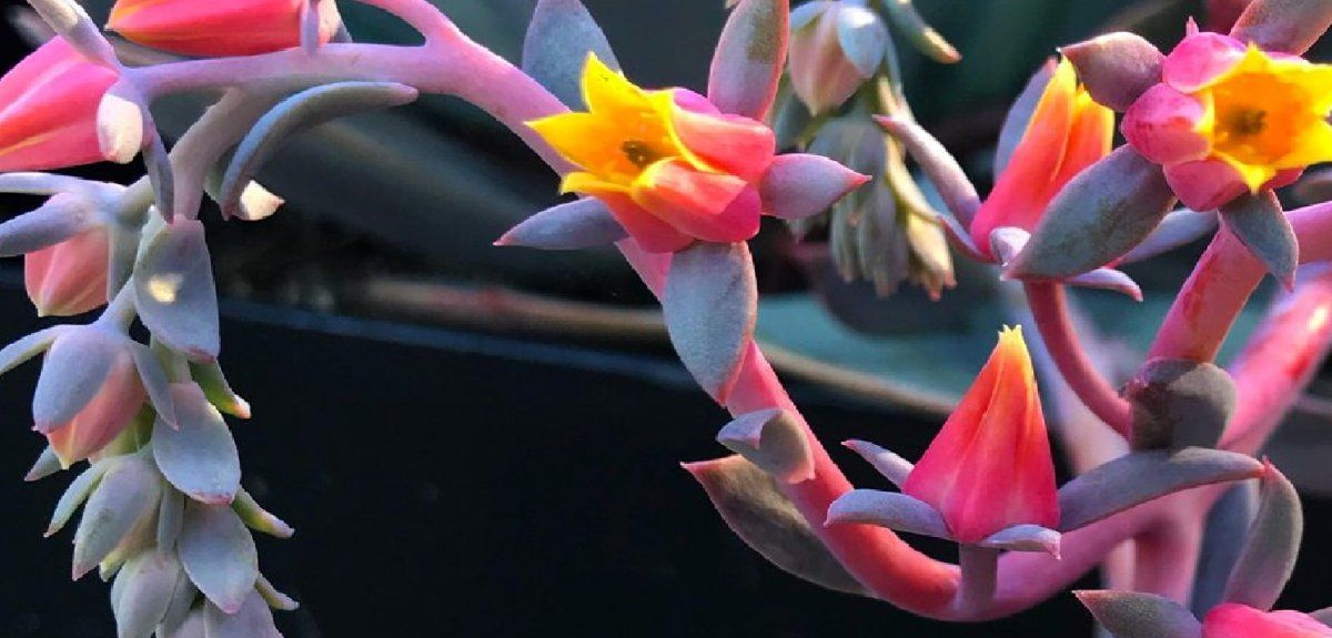 Suculentas con flores: qué hacer para que tus plantas no mueran en ...