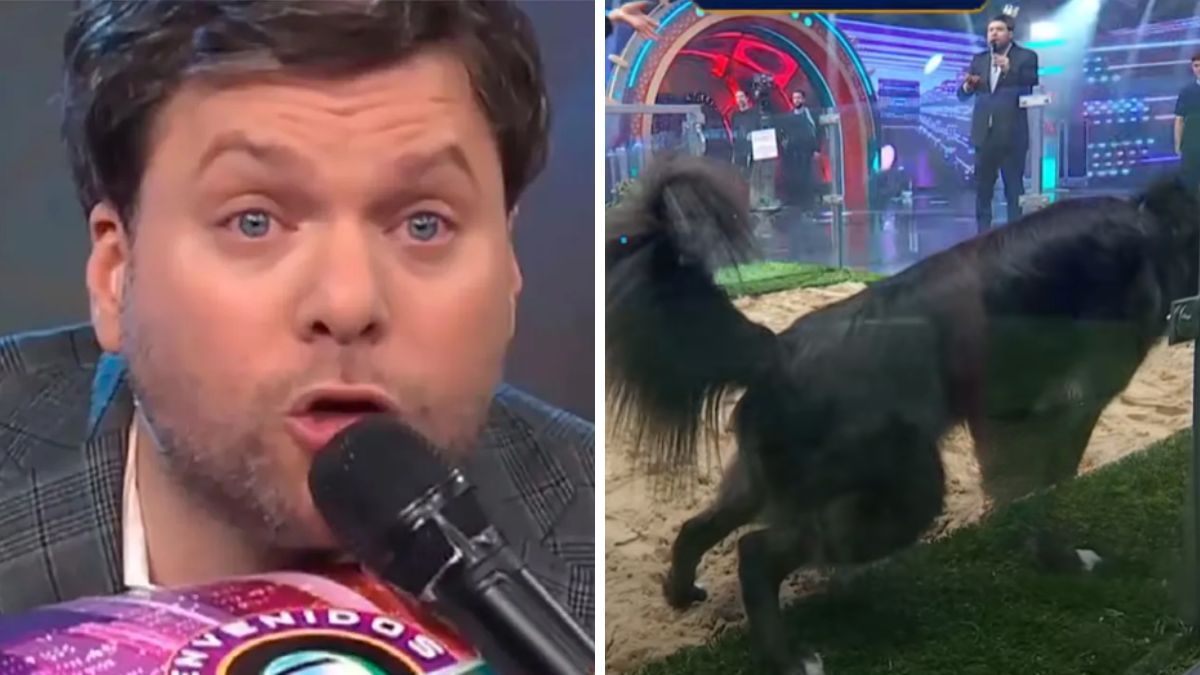 Guido Kaczka lanzó un insólito juego en su programa: un perro ganó $200 ...