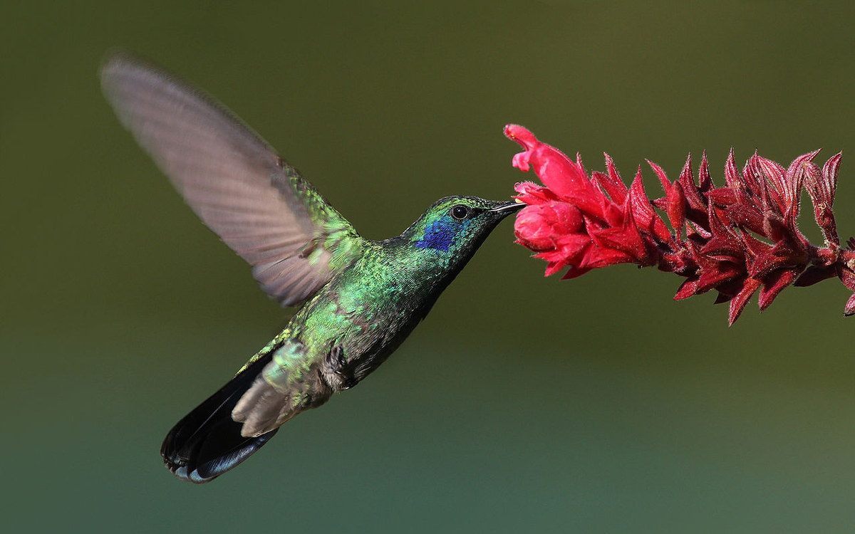 Cómo poliniza el colibrí