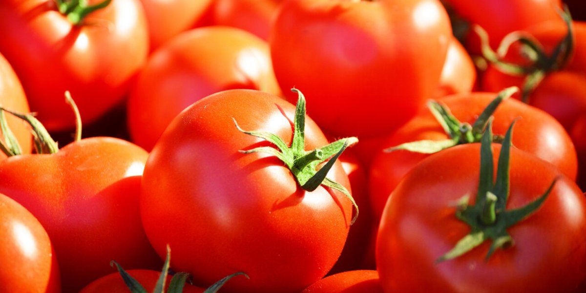 Cómo distinguir un tomate ecológico de uno transgénico