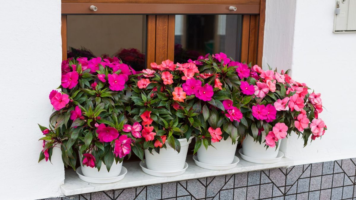 El secreto para que la Alegría del Hogar no se marchite en verano