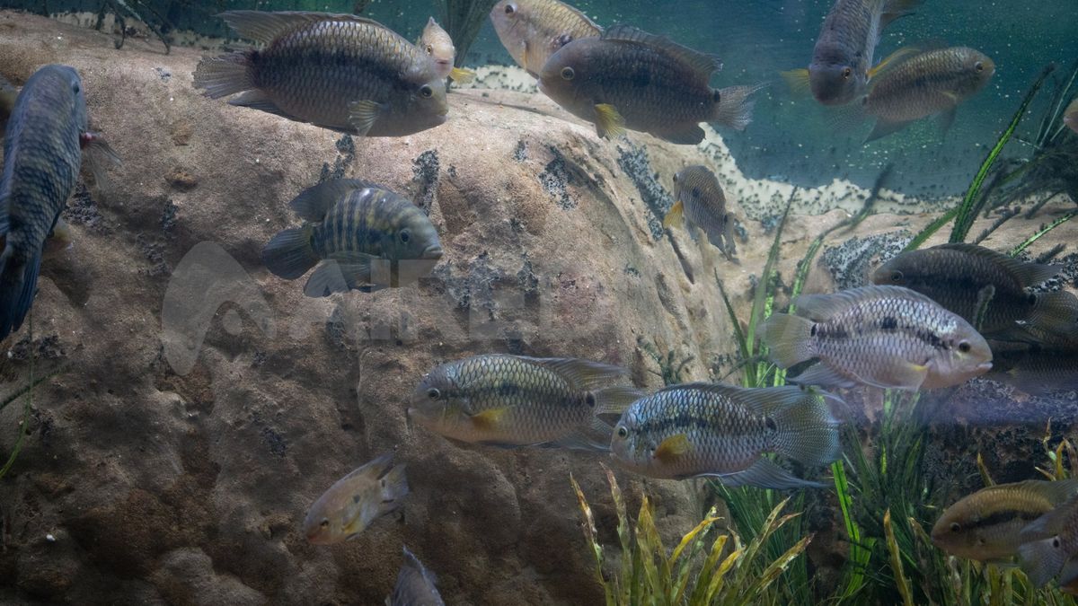 El increíble pez chanchita: aliado en la lucha contra el dengue en Santa Fe