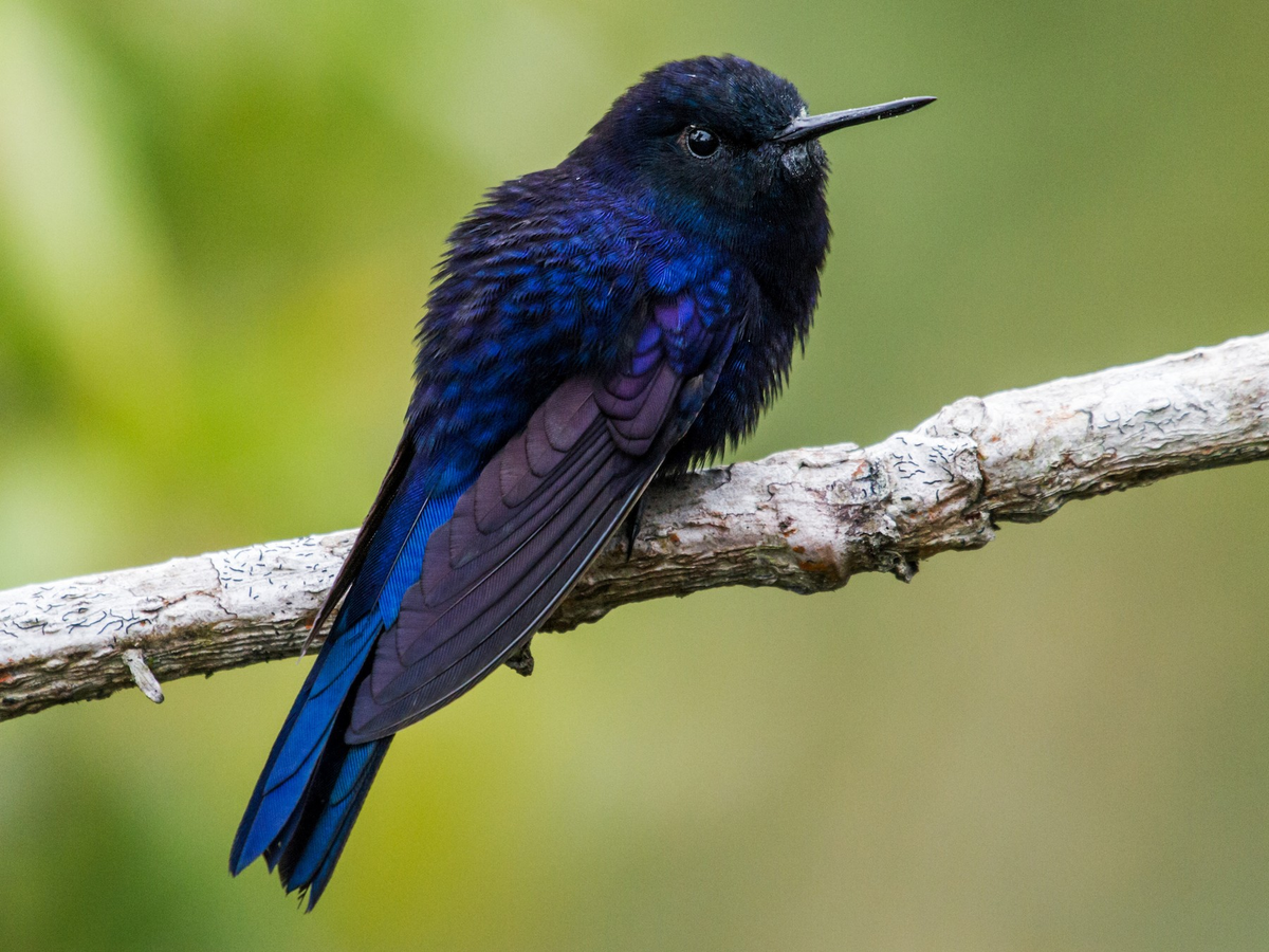 El increíble significado de ver un colibrí azul
