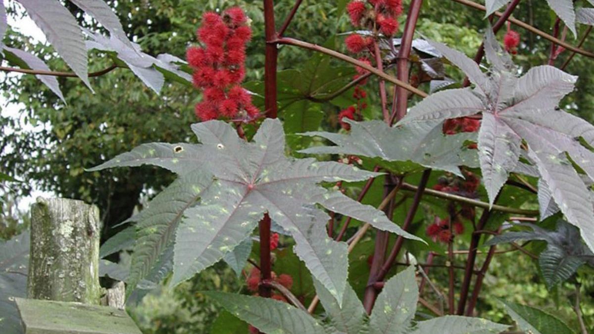 Qué es la ricina, la sustancia letal encontrada en una carta dirigida a ...