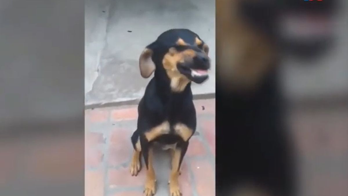 Video viral: la perra que se ríe cuando la retan y explotó las redes