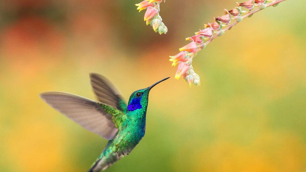El colibrí: 330 especies de un ave fascinante