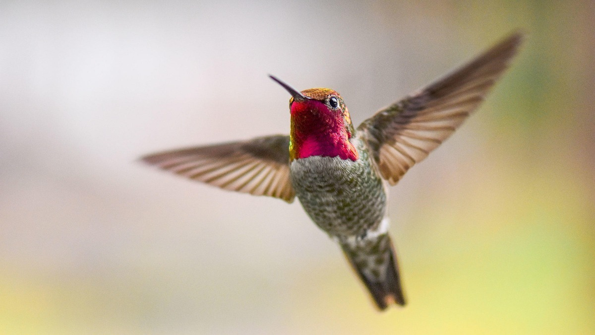 El profundo significado de ver un colibrí rojo en tu vida