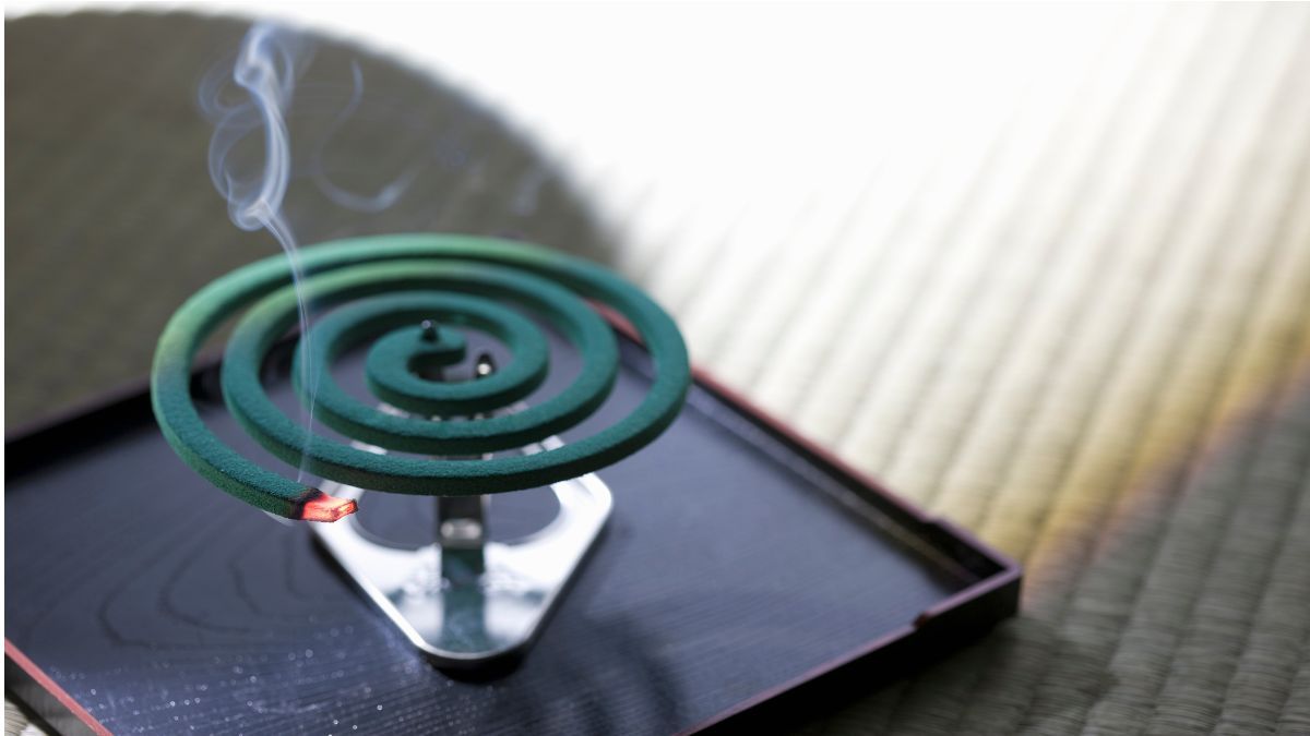 Adiós a los espirales: estas plantas ahuyentan mosquitos y perfuman tu ...