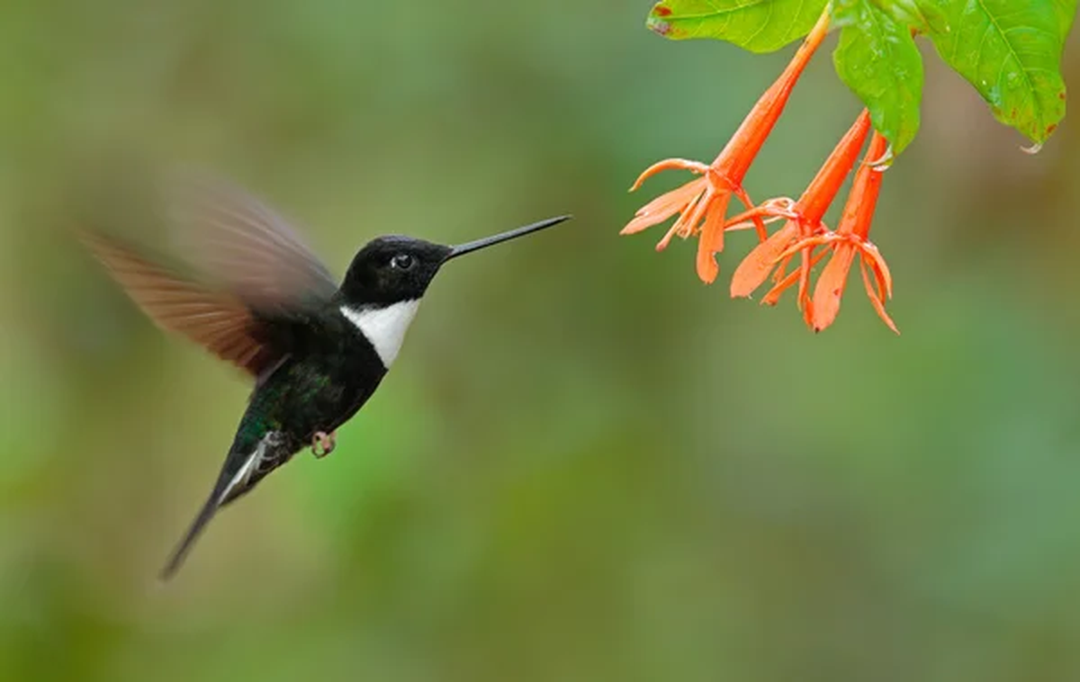 Cómo se reproduce el colibrí