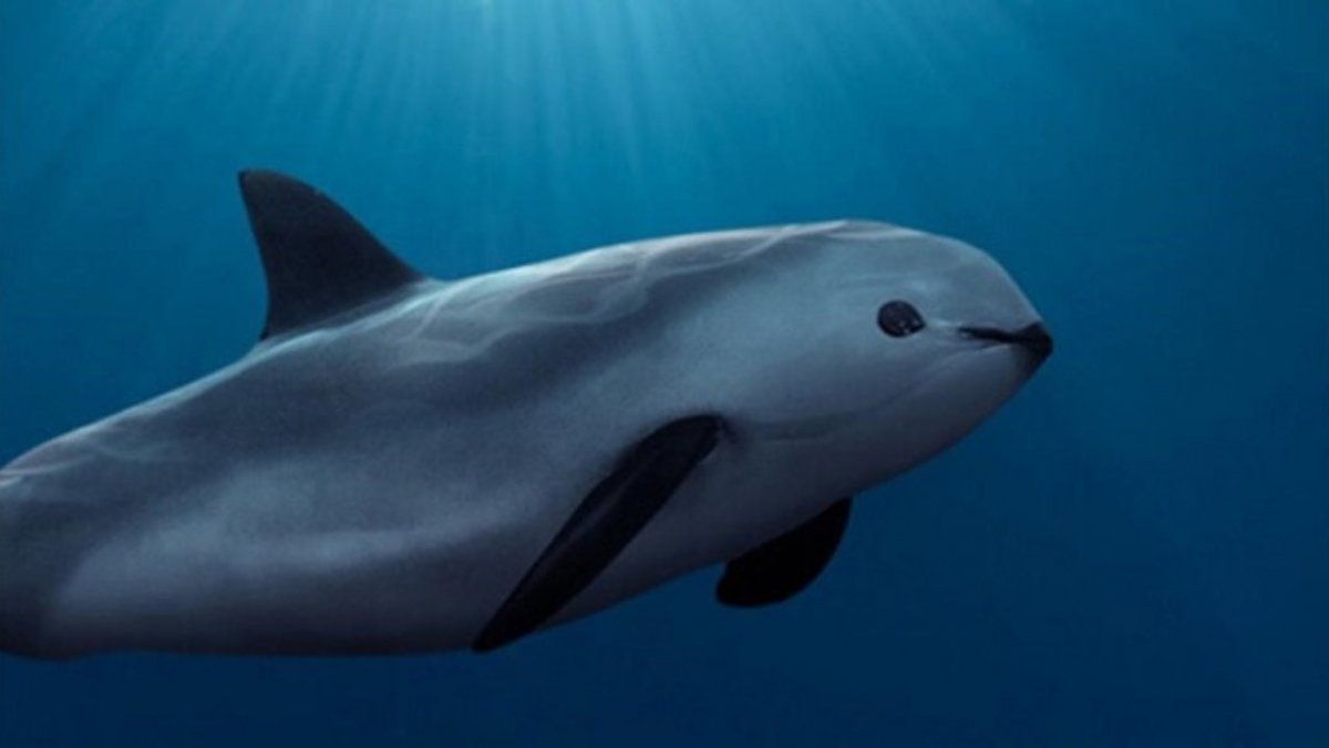 La vaquita de mar al borde de la extinción: sólo quedan de 6 a 20 ...