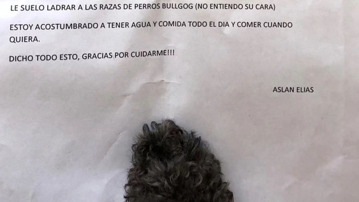 Su hermana le pidió que cuide a su perro y el animal “escribió” una ...