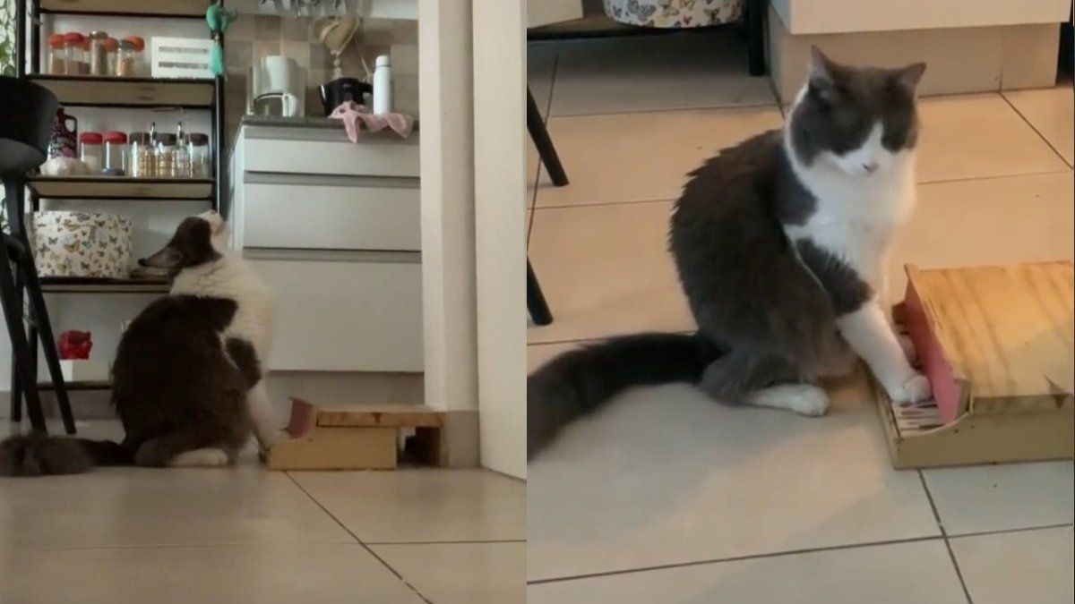 Limon el pequeño gatito que se volvio viral por tocar el piano; sus ...