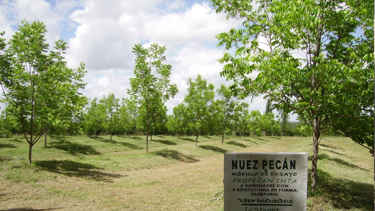 El 70% de la producción de nuez pecán de Argentina se cultiva en Entre Ríos