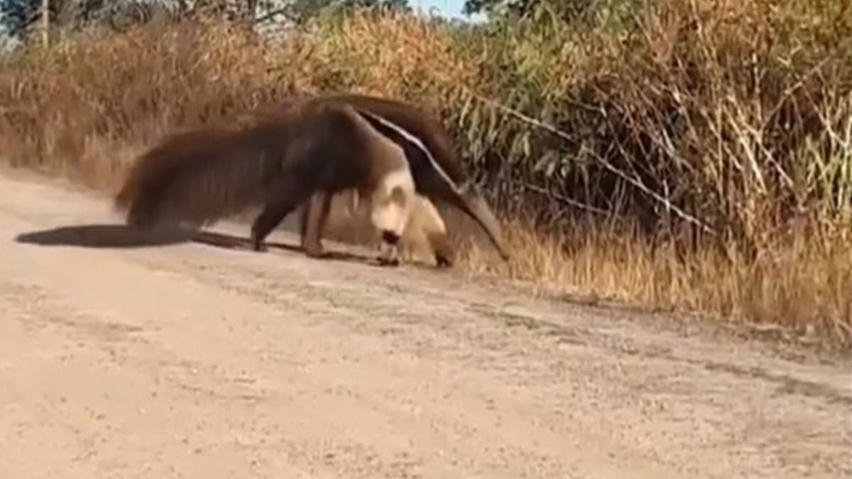 Video: un enorme oso melero fue visto en un camino rural de Margarita