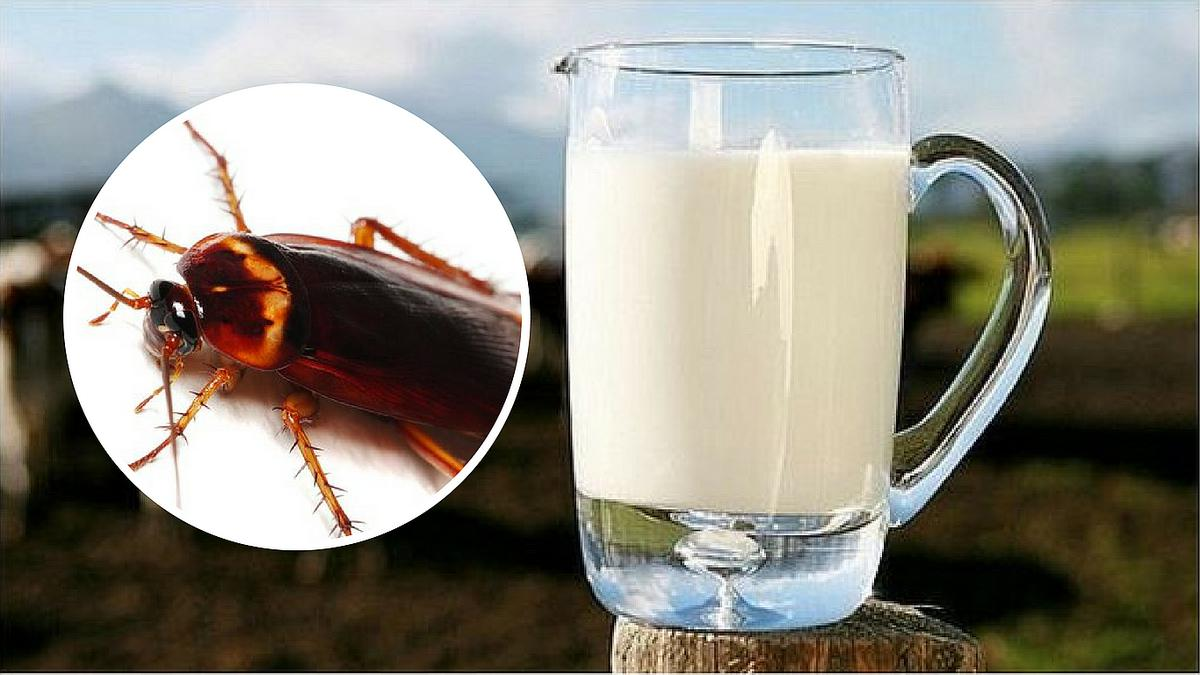 Lo Dice La Ciencia Leche De Cucaracha El Alimento Del Futuro