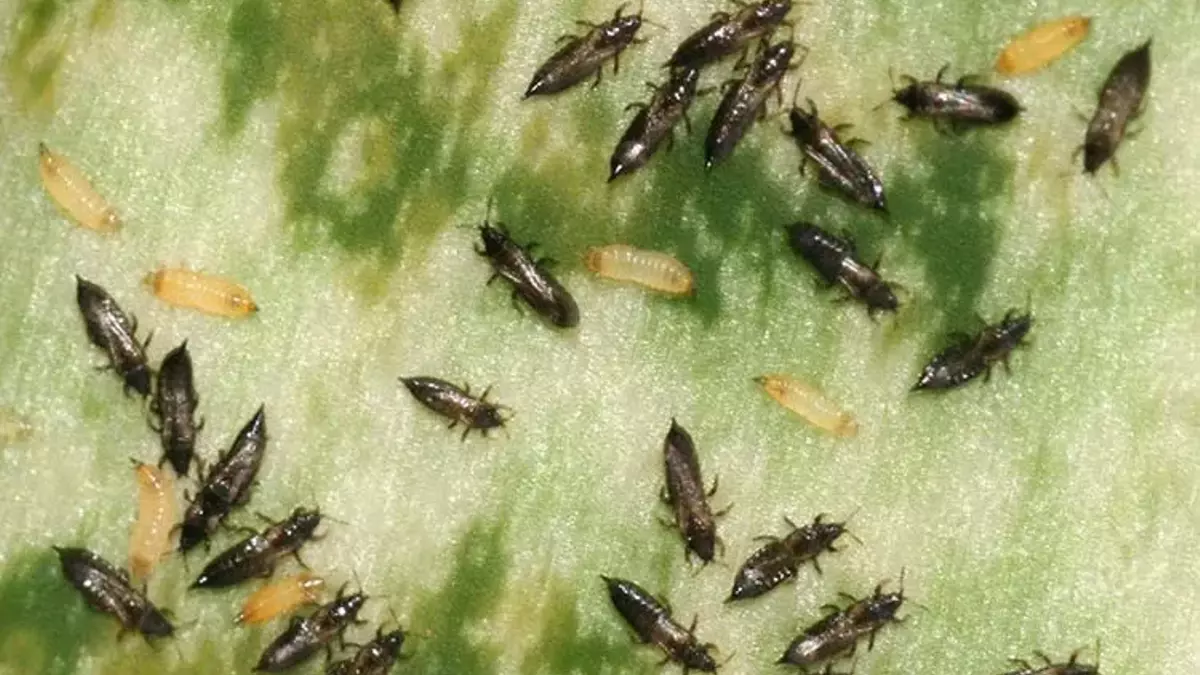 Qué son los pequeños insectos plaga que invadieron CABA y Buenos Aires
