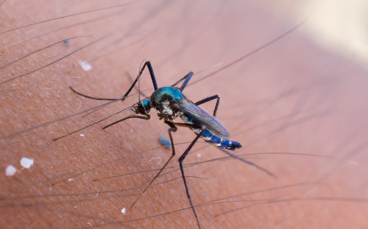 Qué es el virus Mayaro, una infección tropical que puede provocar dolor ...