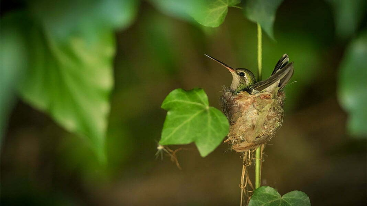 Dónde anida el colibrí