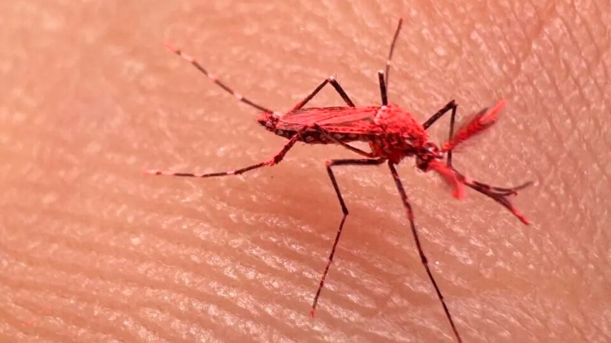 Control del dengue: Mendoza cría mosquitos rojos para reducir su ...