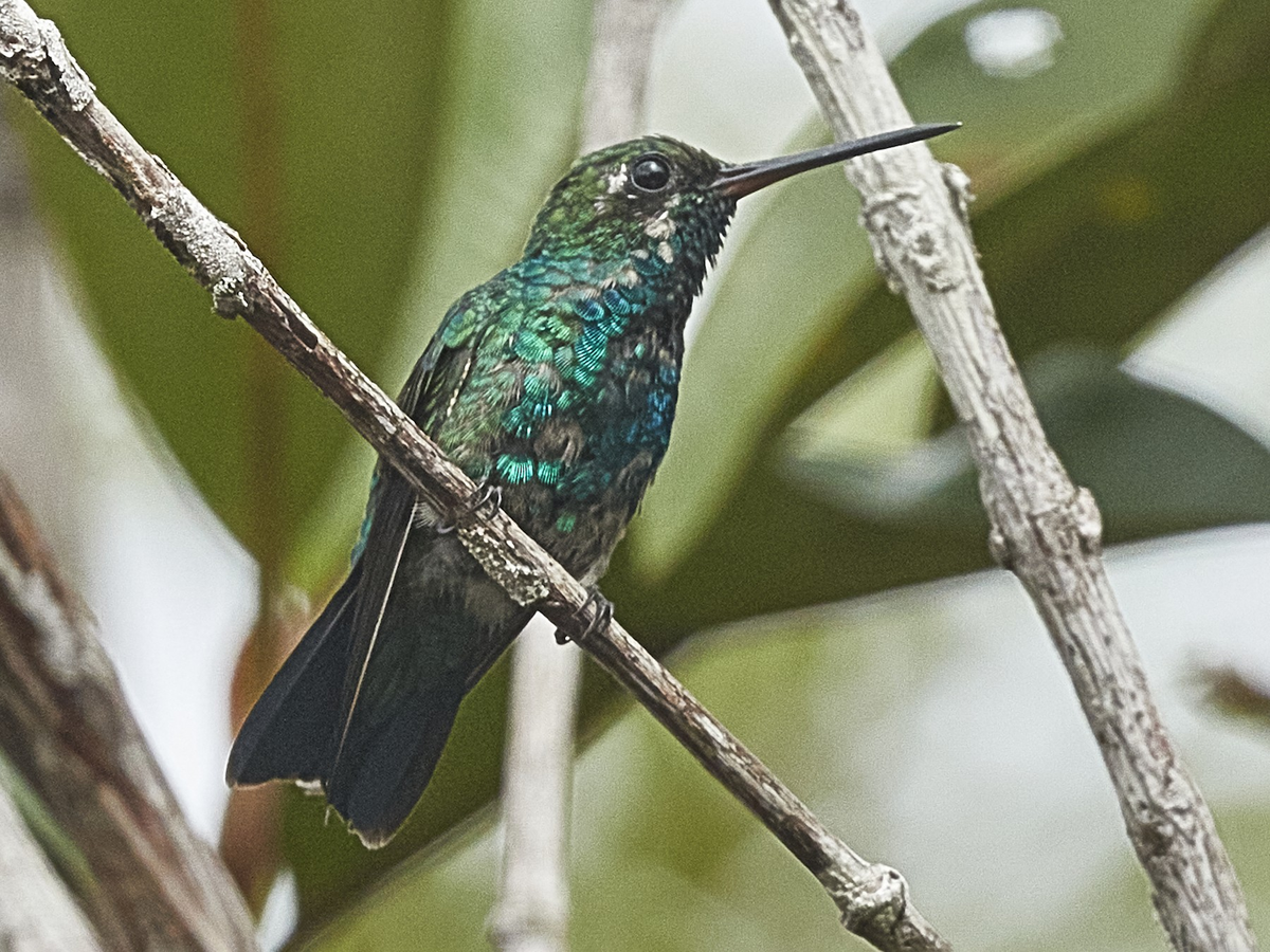Cuántos colibrís hay en Colombia