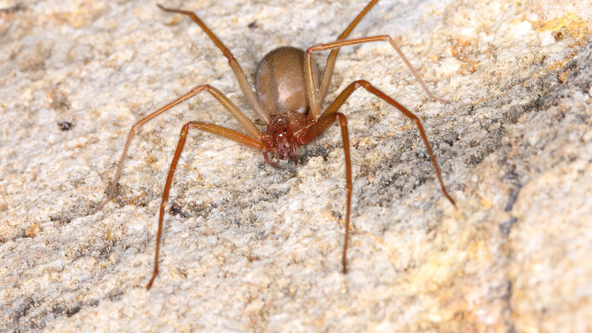 Araña de rincón: cómo reconocerla y qué hacer en caso de mordedura