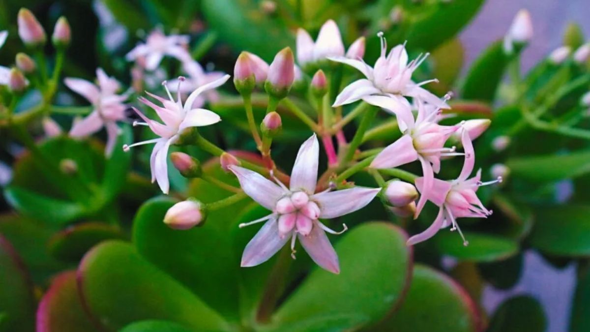 Cómo hacer para que el árbol de jade florezca y qué significa