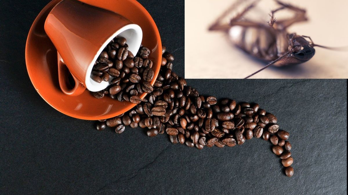 Viral: un médico revela que el café tiene restos de cucarachas