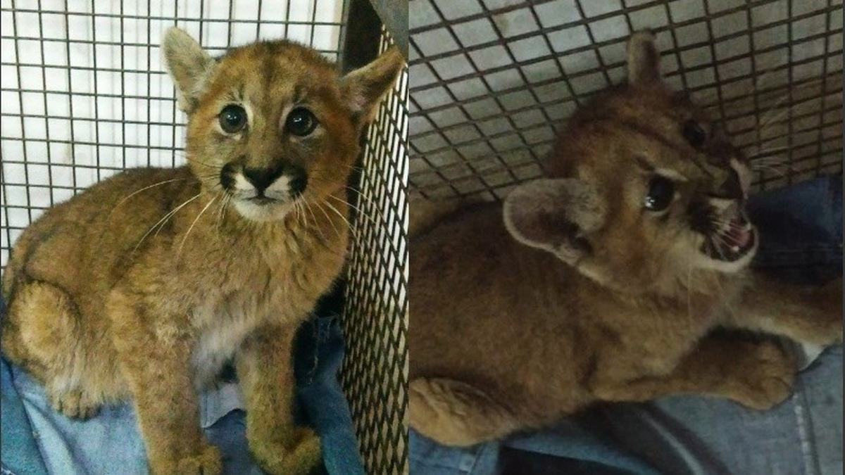 Paseaba su perro por Arequito y encontró un cachorro de puma en una ...