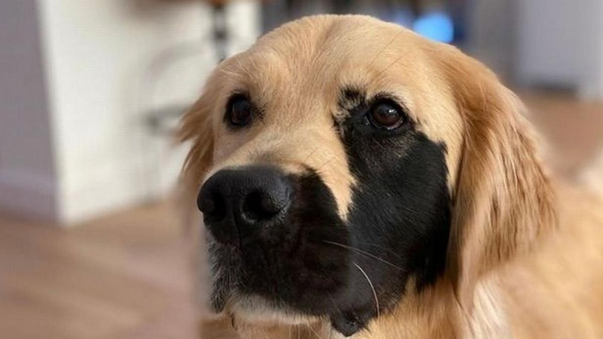 Enzo Viola, el perro que se volvió viral por una mutación genética