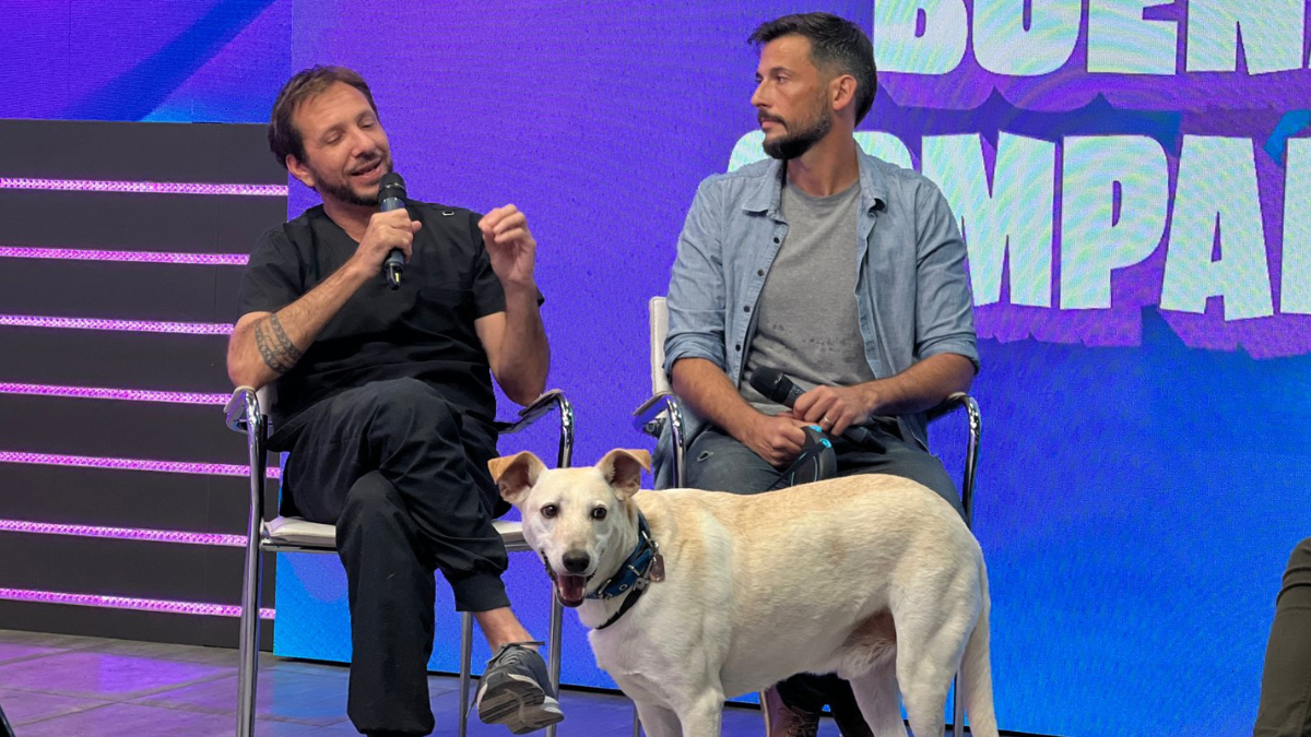 Día Mundial del Perro Adoptado: salud, cariño y buena alimentación, las ...