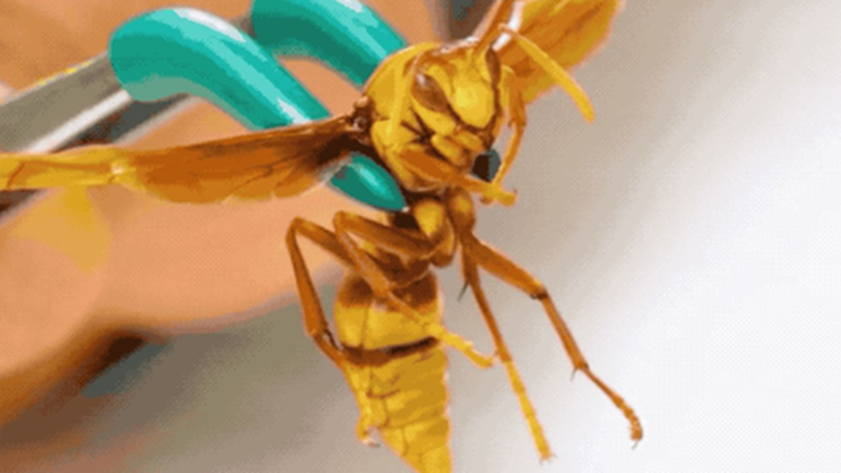 Decidió experimentar en carne propia a la picadura más dolorosa del ...