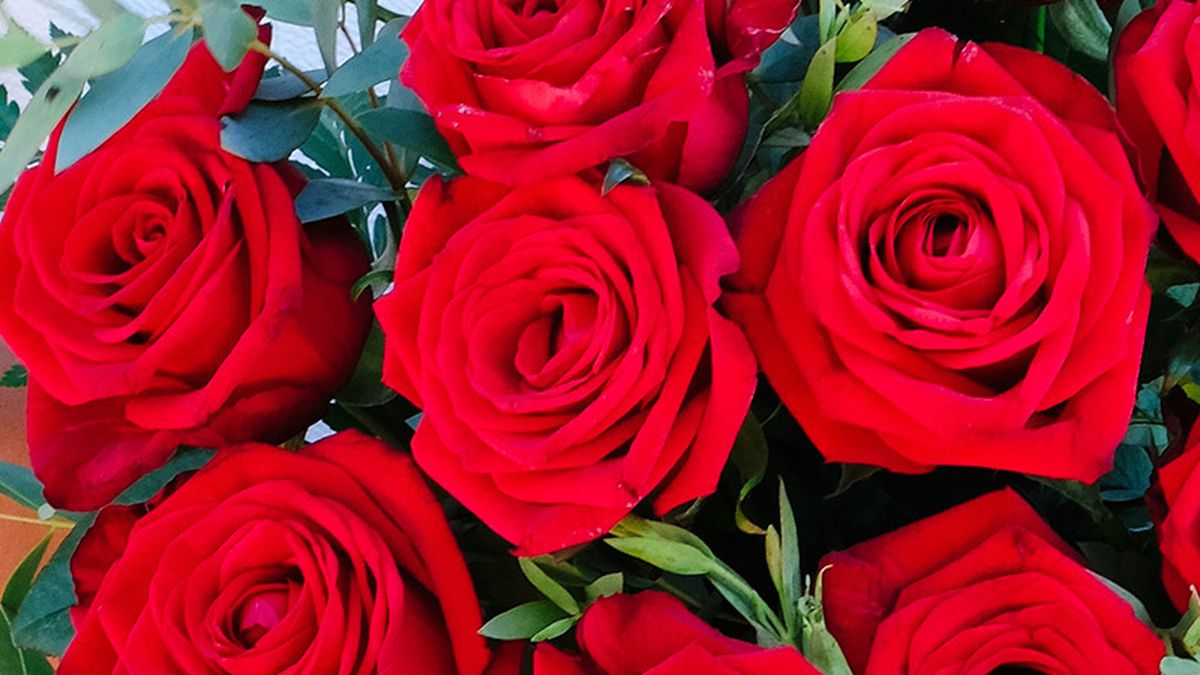 ¿Sabías que las rosas “rojas” no existían originalmente?