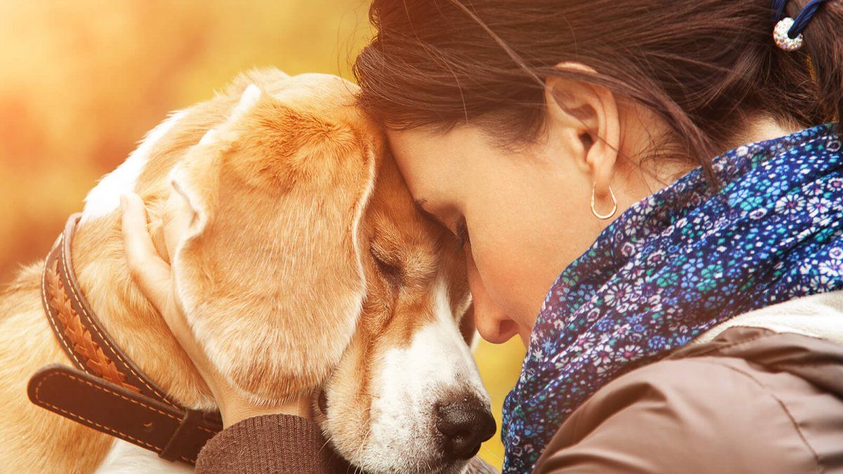 Consejos para las mascotas: cómo cuidar a perros y gatos durante la ...