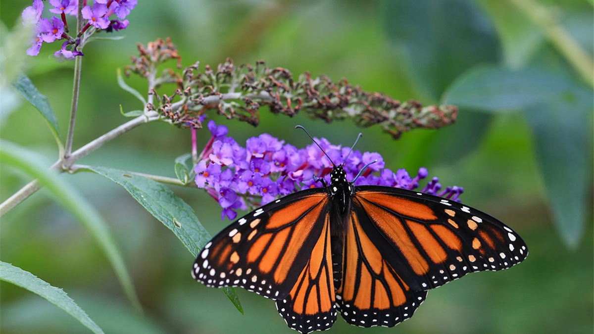 Qué significan las mariposas según su color