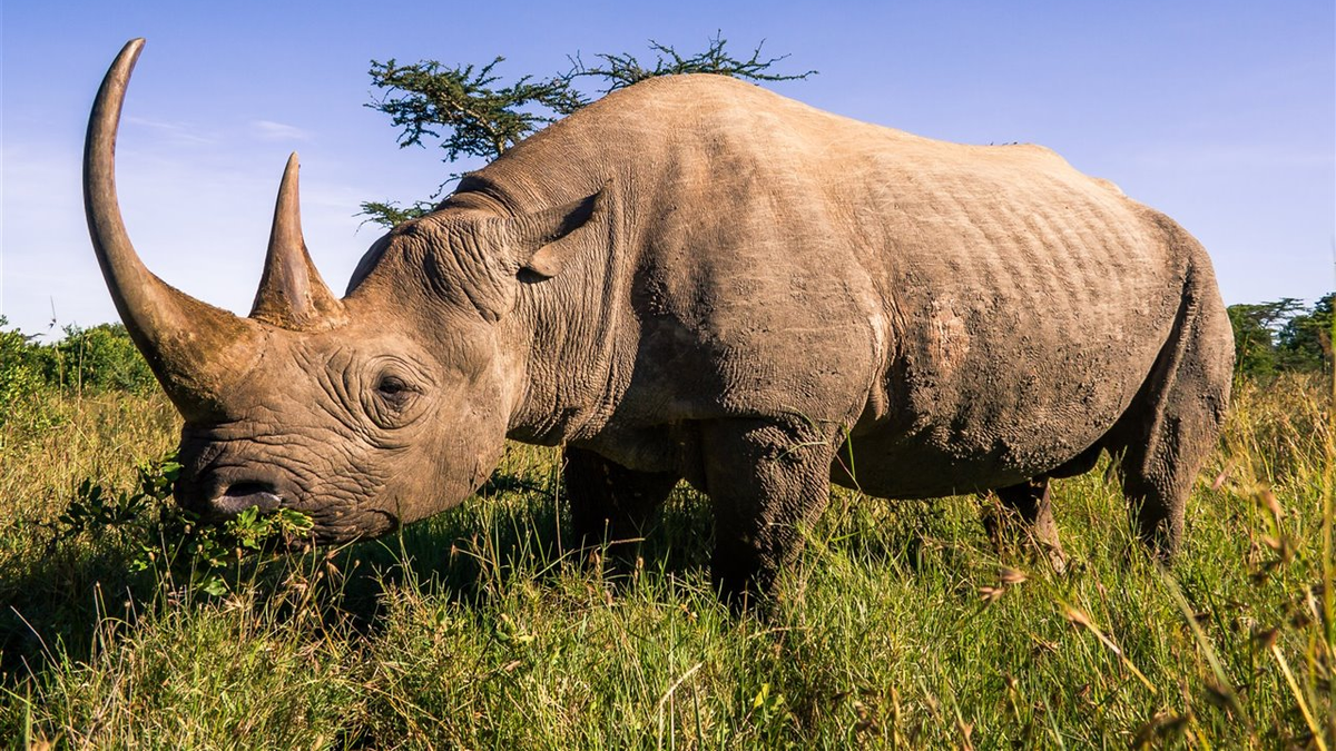 Día mundial del rinoceronte: ¿por qué se conmemora el 22 de septiembre?