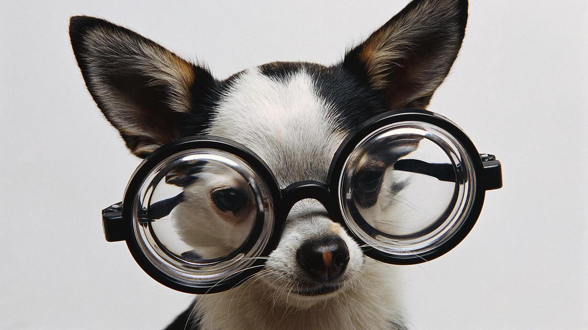 Con esta simple prueba podés saber si tu perro es un genio