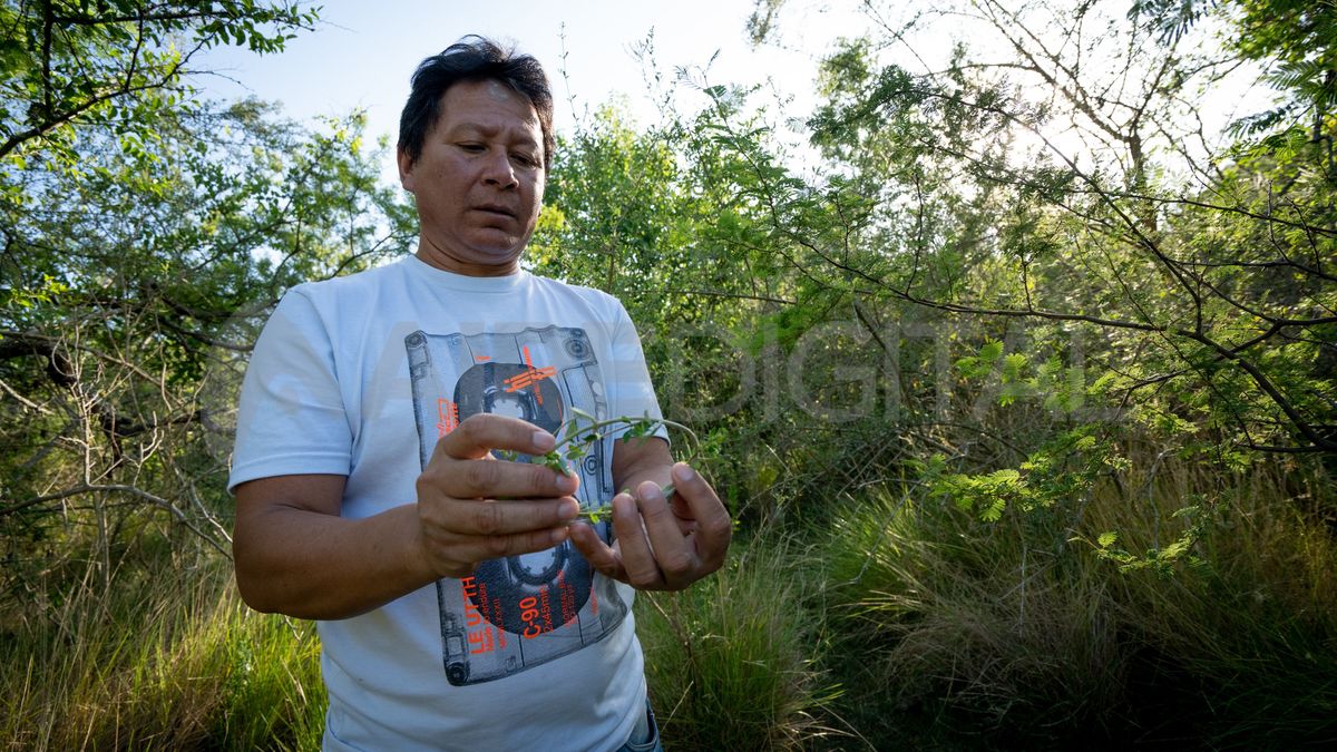 Colonia Dolores: el camino de sanación, un ritual ancestral mocoví que ...
