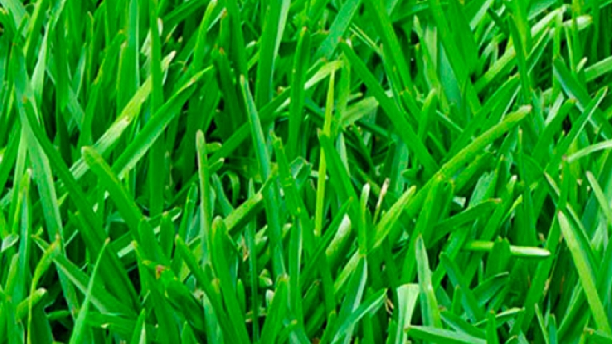 Secretos para que el pasto se mantenga verde durante el invierno