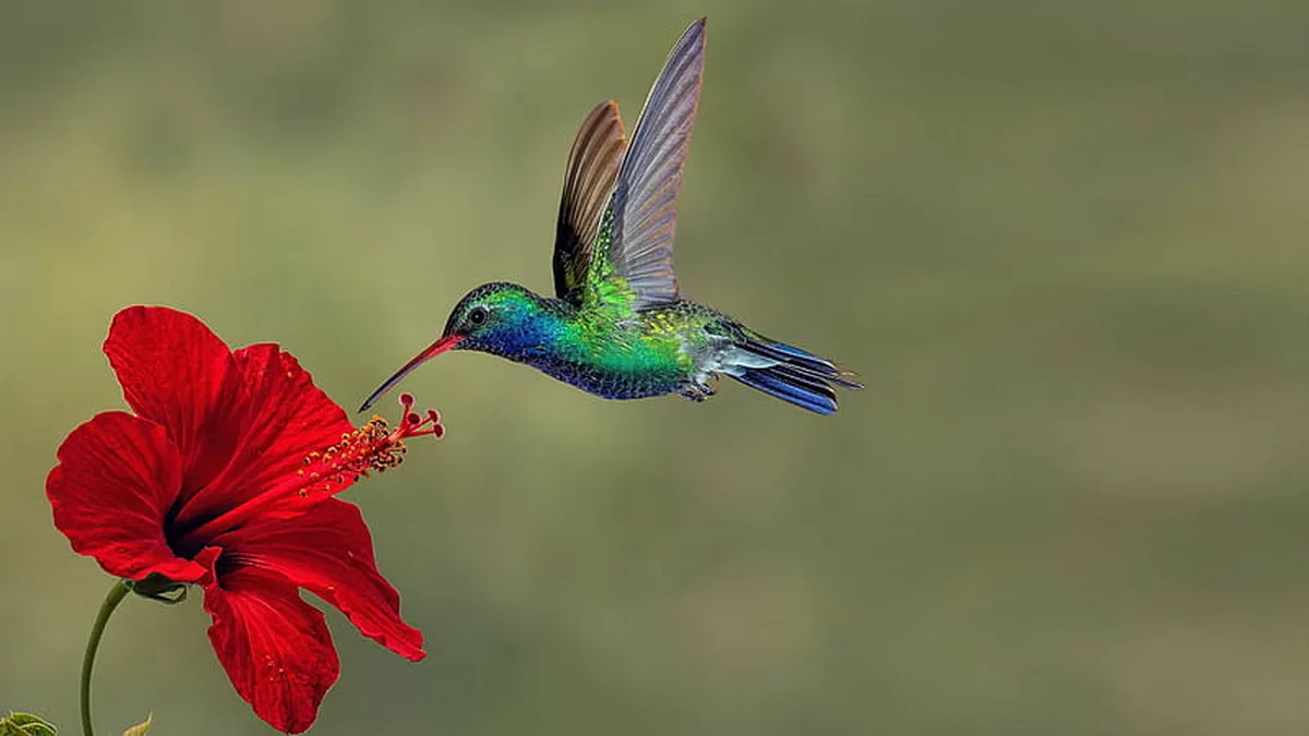 Qué flores prefiere el colibrí