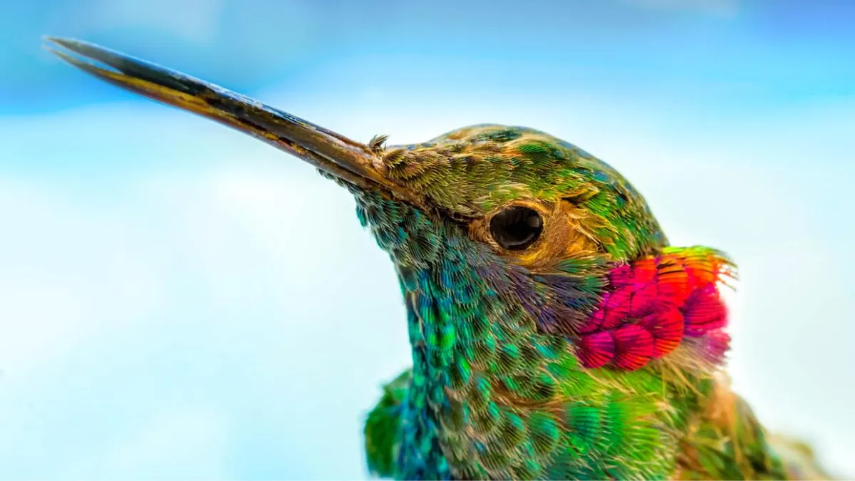 Qué significa ver un colibrí verde