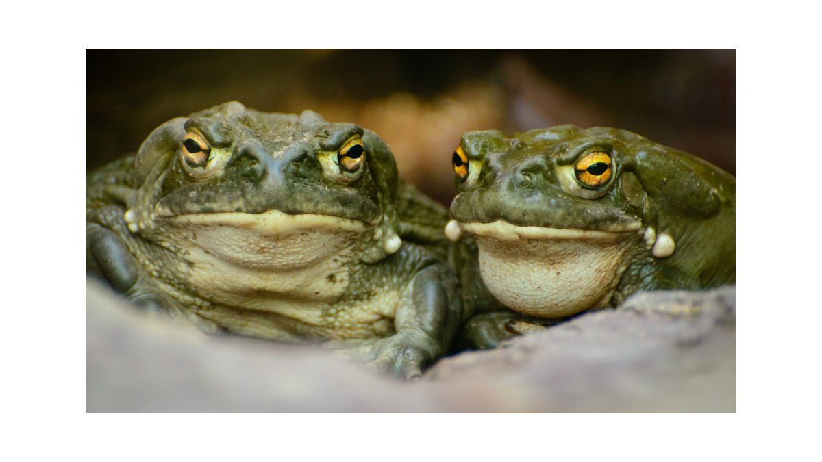 El impresionante método de unas ratas para comer sapos venenosos
