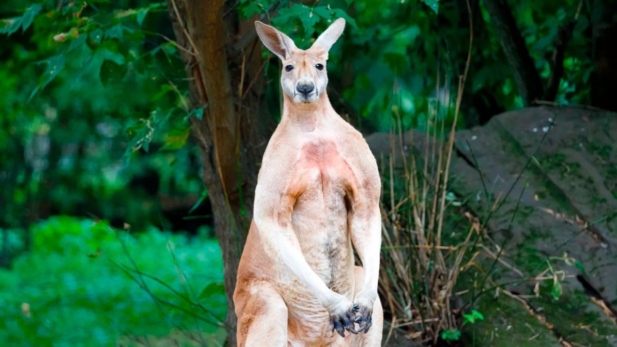 Un canguro mostró sus músculos y se volvió viral en TikTok