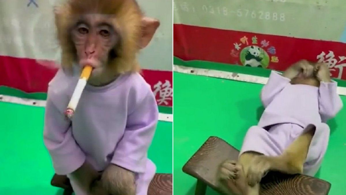 El video viral de un mono fumando en un zoológico generó mucha ...