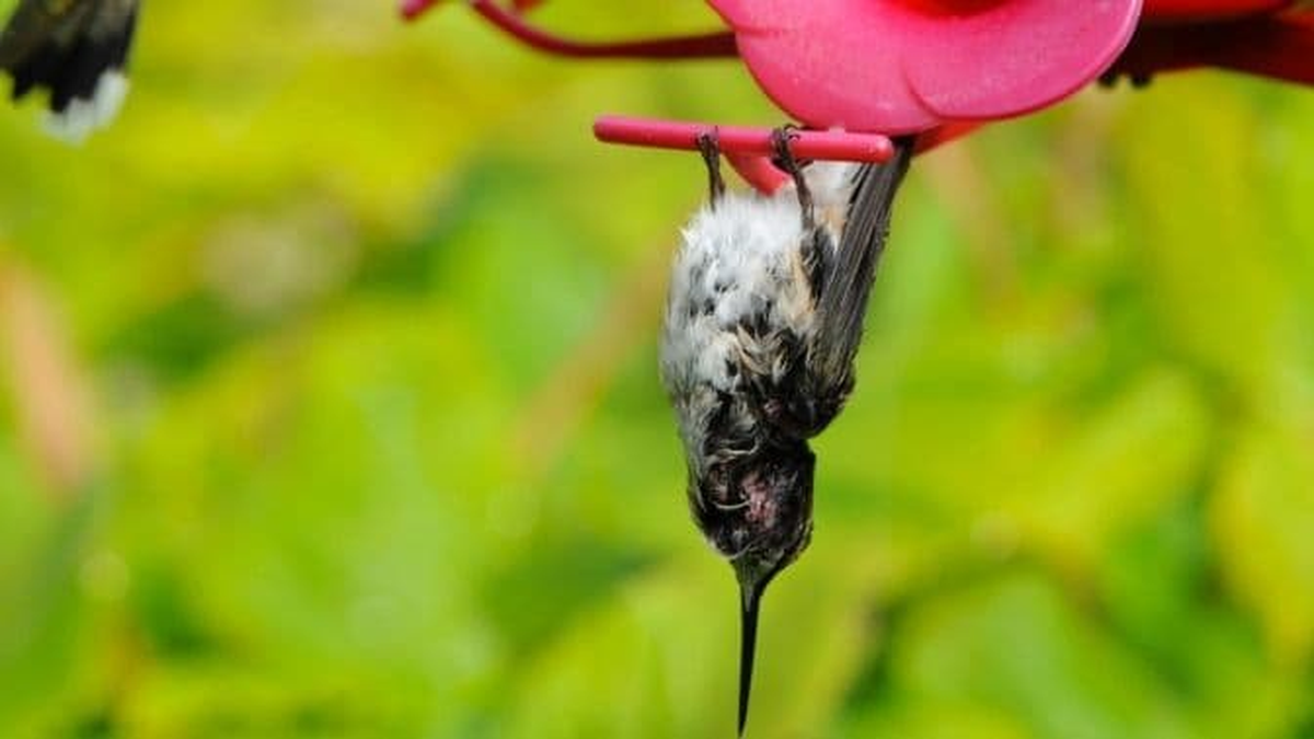 Este es el enigmático lugar de descanso de los colibríes