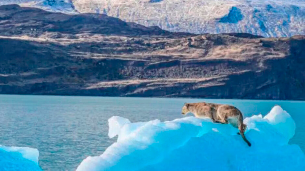 Qué pasó con el puma del iceberg que se volvió viral
