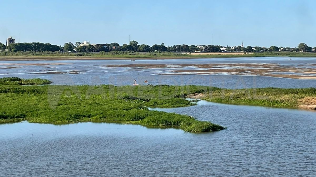 Laguna Setúbal: piden remover el gran camalotal que se asentó frente a ...